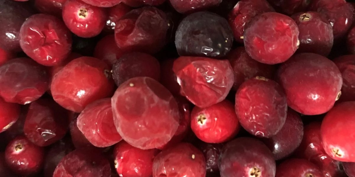 Ridgefield CT Ice Skating Rink A Complete Guide - Paraiso Island